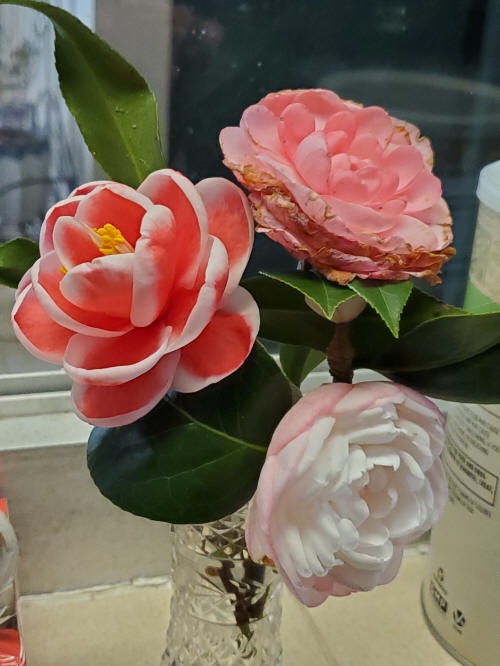 CAMELLIA PHOTO CONTEST camellia-photo-contest